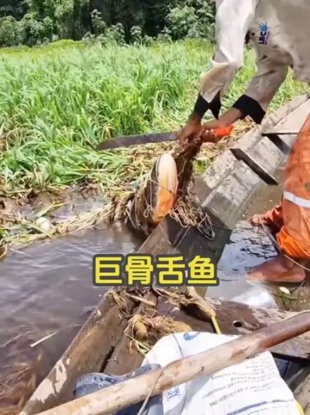 鳄雀鳝和巨骨舌鱼哪个好养_鳄雀鳝和巨骨舌鱼区别-第3张图片-山城妙识