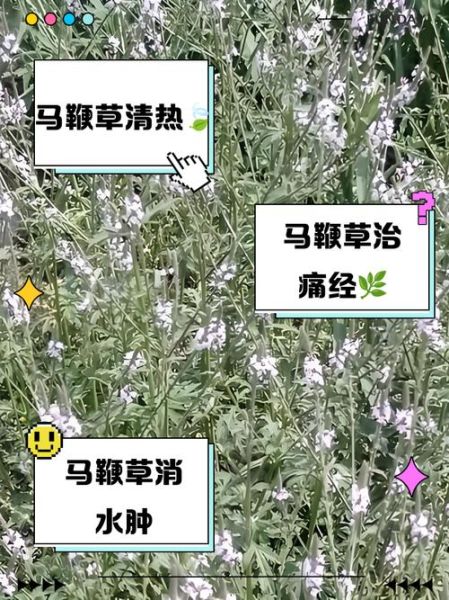 马鞭草的功效与作用有哪些_马鞭草可以天天喝吗-第2张图片-山城妙识