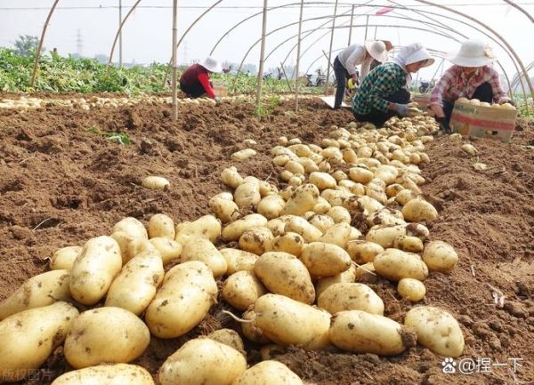 马铃薯什么时候种_马铃薯怎么种才高产-第3张图片-山城妙识 马铃薯什么时候种_马铃薯怎么种才高产-第3张图片-山城妙识