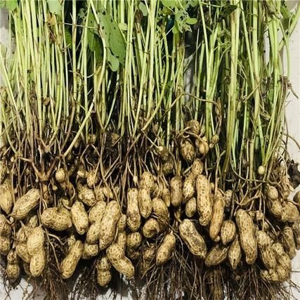 花生米价格最新行情2021_花生米为什么涨价-第1张图片-山城妙识