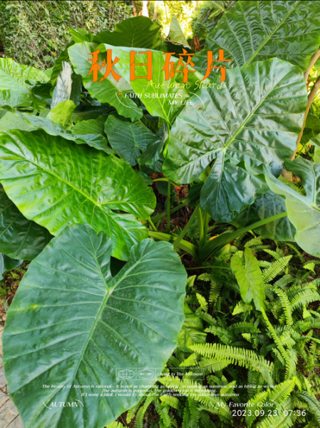 野山芋图片_野山芋长什么样-第2张图片-山城妙识