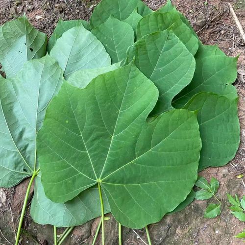 梧桐树叶的功效与作用_梧桐树叶怎么泡水喝-第1张图片-山城妙识