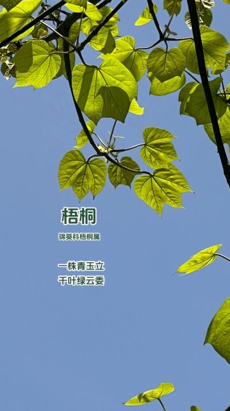 梧桐树叶的功效与作用_梧桐树叶怎么泡水喝-第2张图片-山城妙识