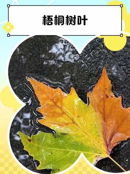 梧桐树叶的功效与作用_梧桐树叶怎么泡水喝-第3张图片-山城妙识