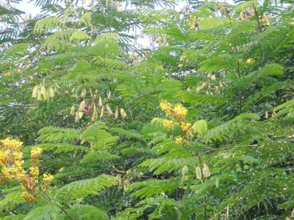 苏木图片长什么样_苏木图片怎么鉴别真假-第2张图片-山城妙识