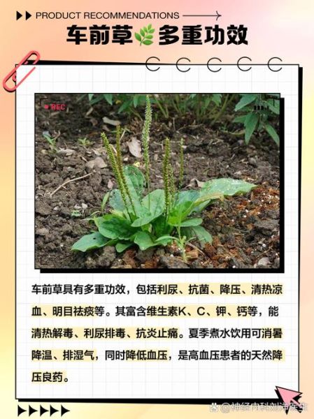 车前草的功效与作用及禁忌_车前草泡水喝的正确方法-第1张图片-山城妙识
