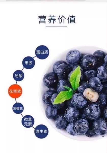 蓝莓果干的功效与作用_蓝莓干每天吃多少合适-第3张图片-山城妙识