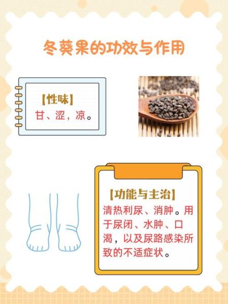 冬葵子是什么_冬葵子的功效与作用-第2张图片-山城妙识