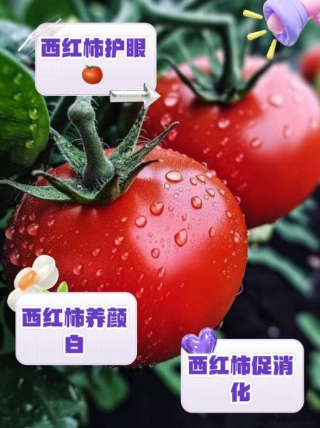 西红柿怎么吃最有营养_生吃还是熟吃-第3张图片-山城妙识