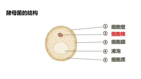 酵母菌是真核还是原核_酵母菌细胞结构特点-第1张图片-山城妙识