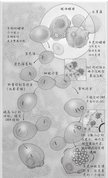 酵母菌是真核还是原核_酵母菌细胞结构特点-第2张图片-山城妙识