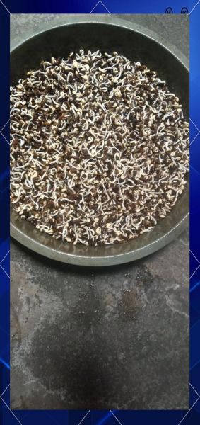 黑豆芽苗菜怎么种_黑豆芽苗菜种植视频教程-第1张图片-山城妙识