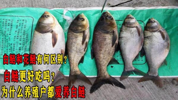 鲢鱼和鳙鱼的区别_如何一眼分辨花鲢白鲢-第2张图片-山城妙识