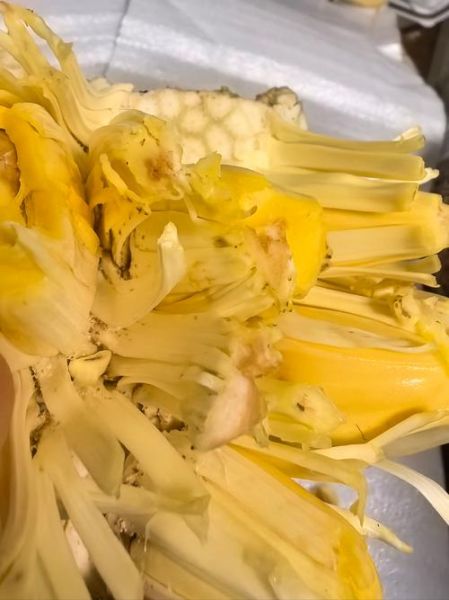 菠萝蜜吃多了会拉肚子吗_吃多少算过量-第1张图片-山城妙识