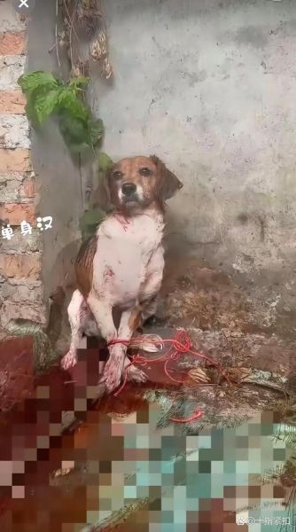 疯狗肉能吃吗_吃疯狗肉72小时死亡真相-第3张图片-山城妙识 疯狗肉能吃吗_吃疯狗肉72小时死亡真相-第3张图片-山城妙识