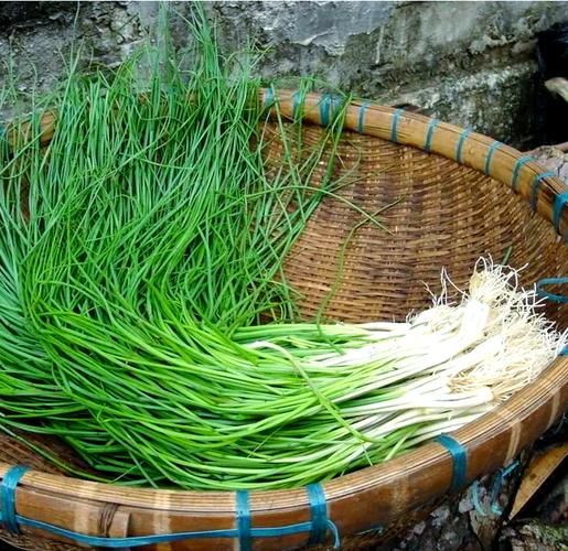 荞头什么时候种最合适_荞头种植方法步骤-第3张图片-山城妙识