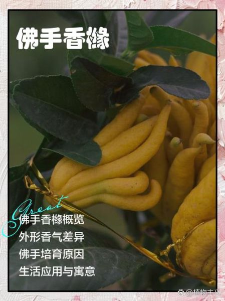 佛手香橼的功效与作用_佛手香橼适合哪些人-第2张图片-山城妙识