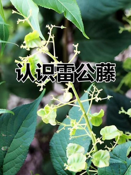 雷公藤的功效与作用_雷公藤可以长期服用吗-第3张图片-山城妙识 雷公藤的功效与作用_雷公藤可以长期服用吗-第3张图片-山城妙识