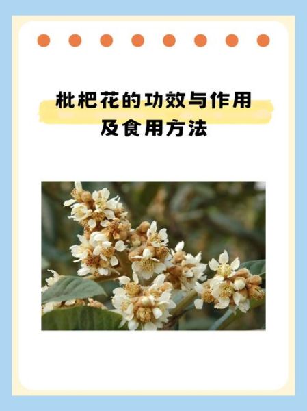 干枇杷花的功效与作用_干枇杷花怎么吃-第1张图片-山城妙识 干枇杷花的功效与作用_干枇杷花怎么吃-第1张图片-山城妙识