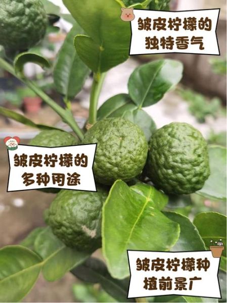 柠檬皮要不要削掉_柠檬皮营养与农残真相-第2张图片-山城妙识