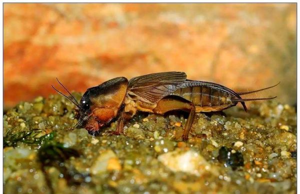 蝼蛄为什么不能踩死_蝼蛄踩死会招来什么后果-第3张图片-山城妙识 蝼蛄为什么不能踩死_蝼蛄踩死会招来什么后果-第3张图片-山城妙识