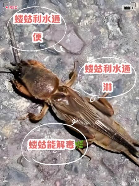 蝼蛄为什么不能踩死_蝼蛄踩死会招来什么后果-第1张图片-山城妙识 蝼蛄为什么不能踩死_蝼蛄踩死会招来什么后果-第1张图片-山城妙识