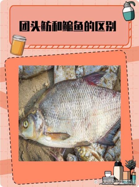 武昌鱼和鳊鱼的区别_如何一眼分辨-第2张图片-山城妙识