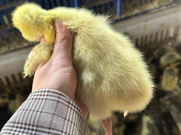 狮头鹅苗多少钱一只_狮头鹅苗养殖技术-第1张图片-山城妙识