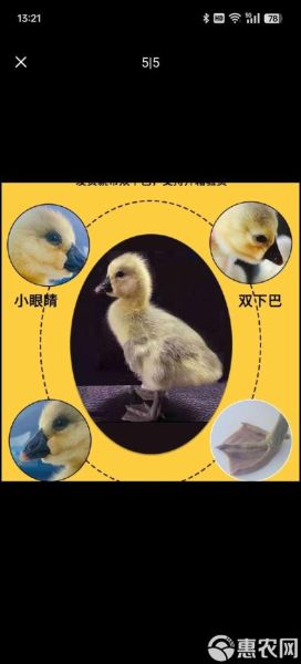 狮头鹅苗多少钱一只_狮头鹅苗养殖技术-第2张图片-山城妙识