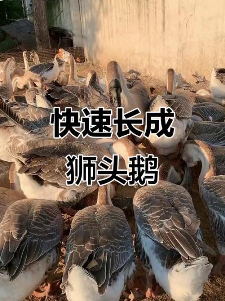 狮头鹅苗多少钱一只_狮头鹅苗养殖技术-第3张图片-山城妙识