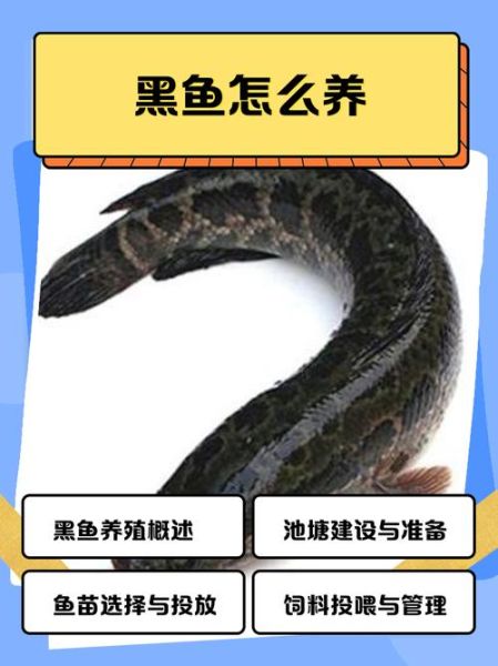 黑鱼养殖需要什么条件_黑鱼养殖水质要求-第1张图片-山城妙识