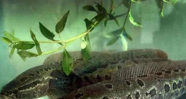 黑鱼养殖需要什么条件_黑鱼养殖水质要求-第3张图片-山城妙识