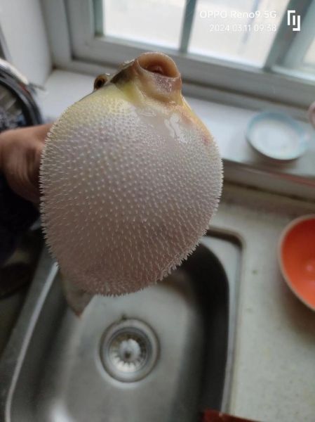 河豚怎么处理才安全_河豚宰杀步骤图解-第1张图片-山城妙识