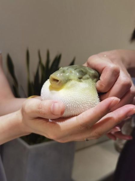 河豚怎么处理才安全_河豚宰杀步骤图解-第3张图片-山城妙识