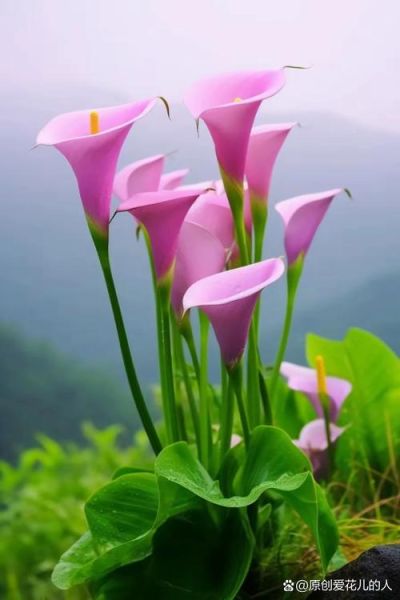 马蹄莲图片大全大图_马蹄莲高清壁纸哪里找-第3张图片-山城妙识 马蹄莲图片大全大图_马蹄莲高清壁纸哪里找-第3张图片-山城妙识