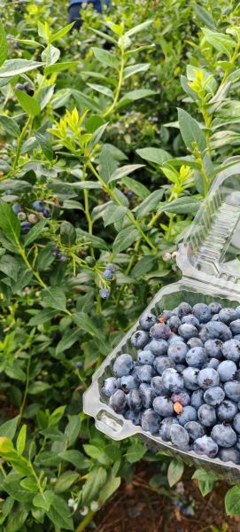 蓝莓图片高清_如何挑选优质蓝莓-第2张图片-山城妙识