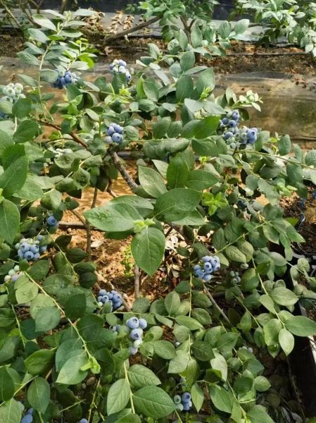 蓝莓图片高清_如何挑选优质蓝莓-第3张图片-山城妙识
