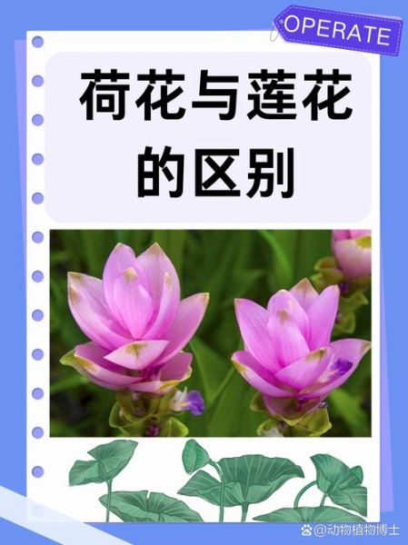 莲花和荷花有什么区别_荷花与莲花的区别在哪里-第2张图片-山城妙识