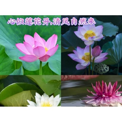 莲花和荷花有什么区别_荷花与莲花的区别在哪里-第3张图片-山城妙识