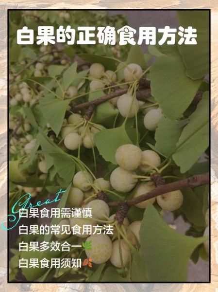 鲜白果的正确吃法_鲜白果的功效与作用-第1张图片-山城妙识
