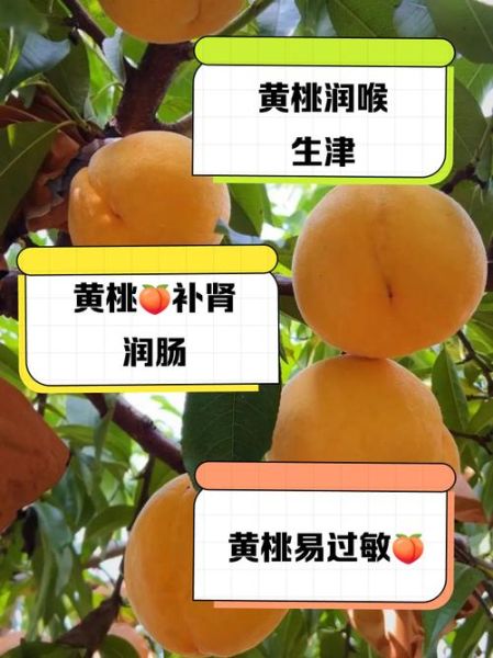 吃黄桃的好处和坏处_黄桃吃多了会上火吗-第3张图片-山城妙识