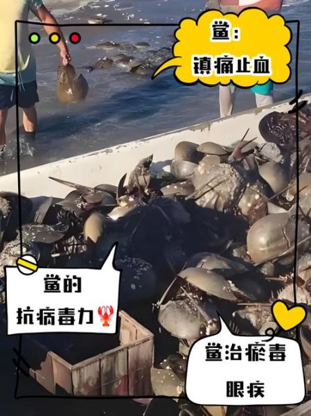 鲎血能治疗什么疾病_鲎血在医学上的主要用途-第1张图片-山城妙识