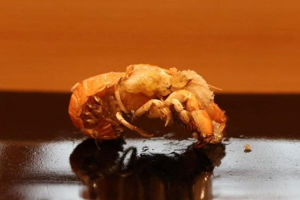 蝼蛄虾怎么做好吃_蝼蛄虾最正宗的做法-第3张图片-山城妙识 蝼蛄虾怎么做好吃_蝼蛄虾最正宗的做法-第3张图片-山城妙识