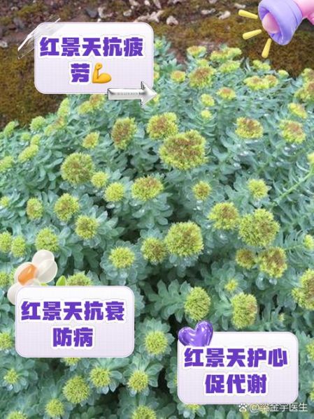 红景天有什么功效与作用_红景天适合什么人吃-第1张图片-山城妙识