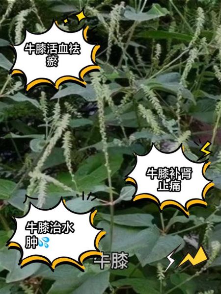 牛膝功效与作用及禁忌_哪些人不能吃牛膝-第1张图片-山城妙识