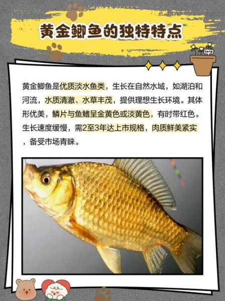 黄金鲫鱼怎么养_黄金鲫鱼价格多少钱一斤-第2张图片-山城妙识