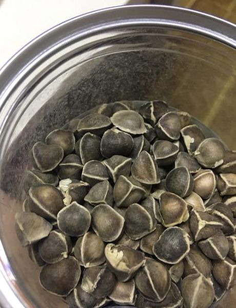 辣木籽泡水能减肥吗_辣木籽泡水一天喝几次-第1张图片-山城妙识