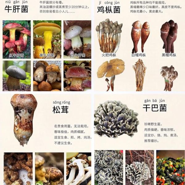蘑菇大全名称图片_如何识别常见食用菌-第2张图片-山城妙识