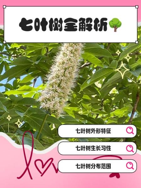 七叶树怎么养_七叶树种子几月播种-第1张图片-山城妙识