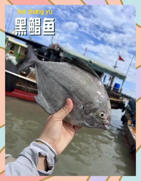 黑鲳鱼的营养价值_黑鲳鱼的功效与作用-第2张图片-山城妙识